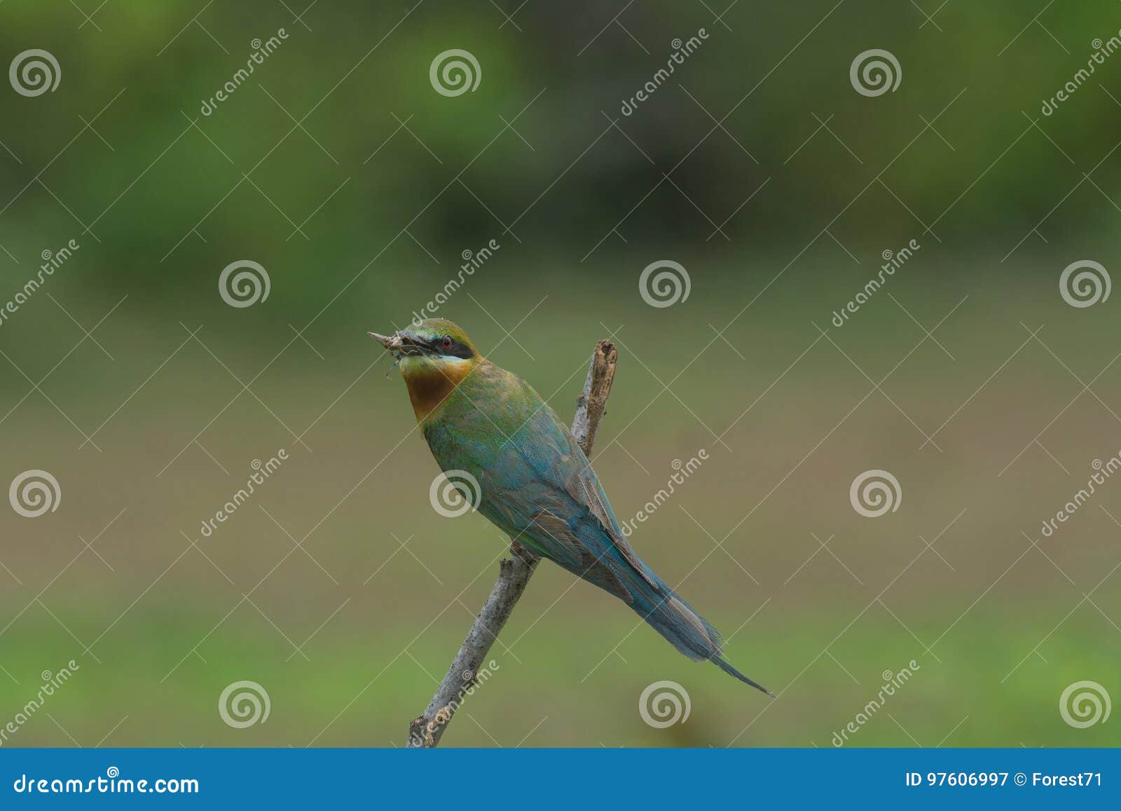 Beautiful Bird Blue Tailed Bee Eater Stock Image - Image of color ...