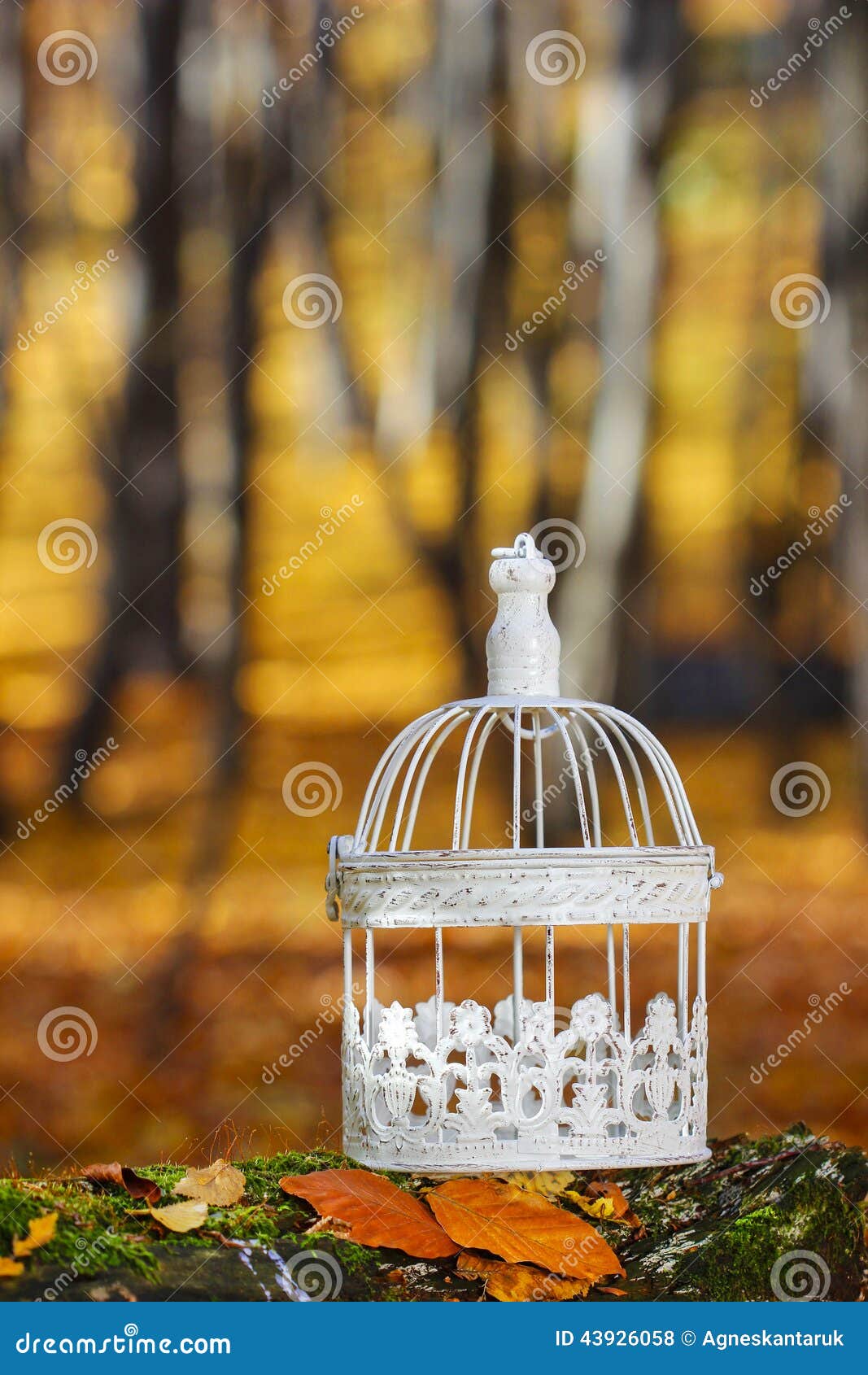 Beautiful Bird Cage in Autumn Forest Stock Photo - Image of candle ...