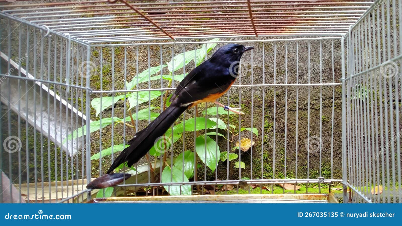 Beautiful Bird in Cage History Stock Image - Image of history, cage ...