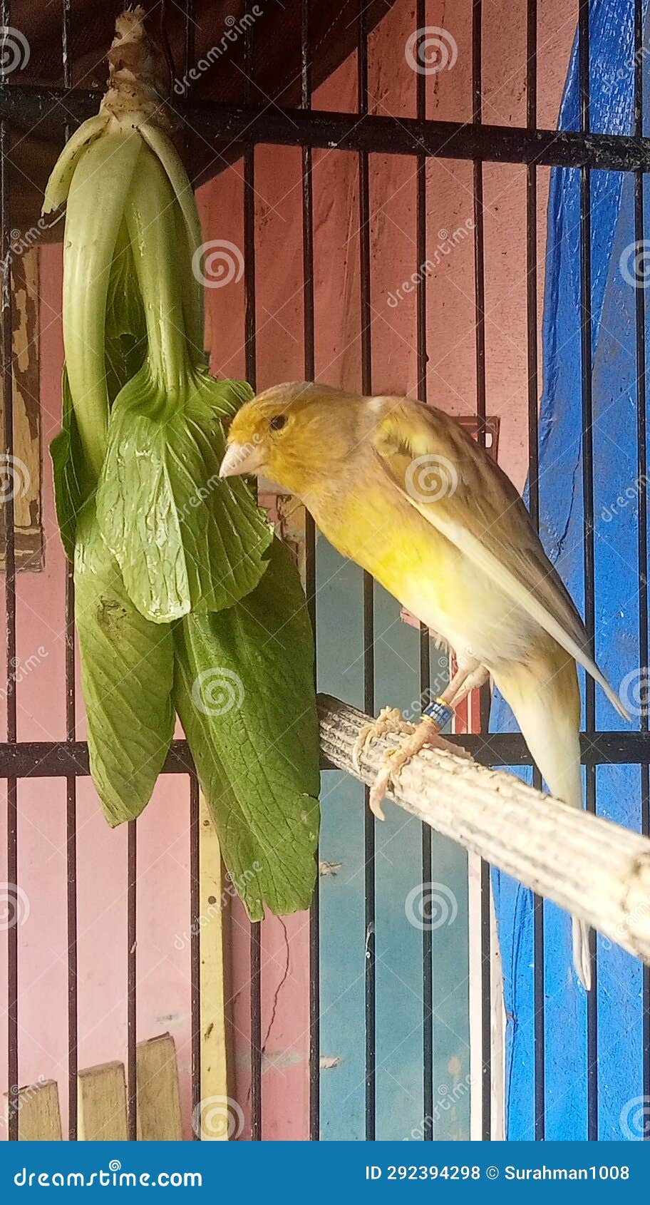 Beautiful Bird Canary Bird Canary Beautiful Canary Belgian Stock Photo ...