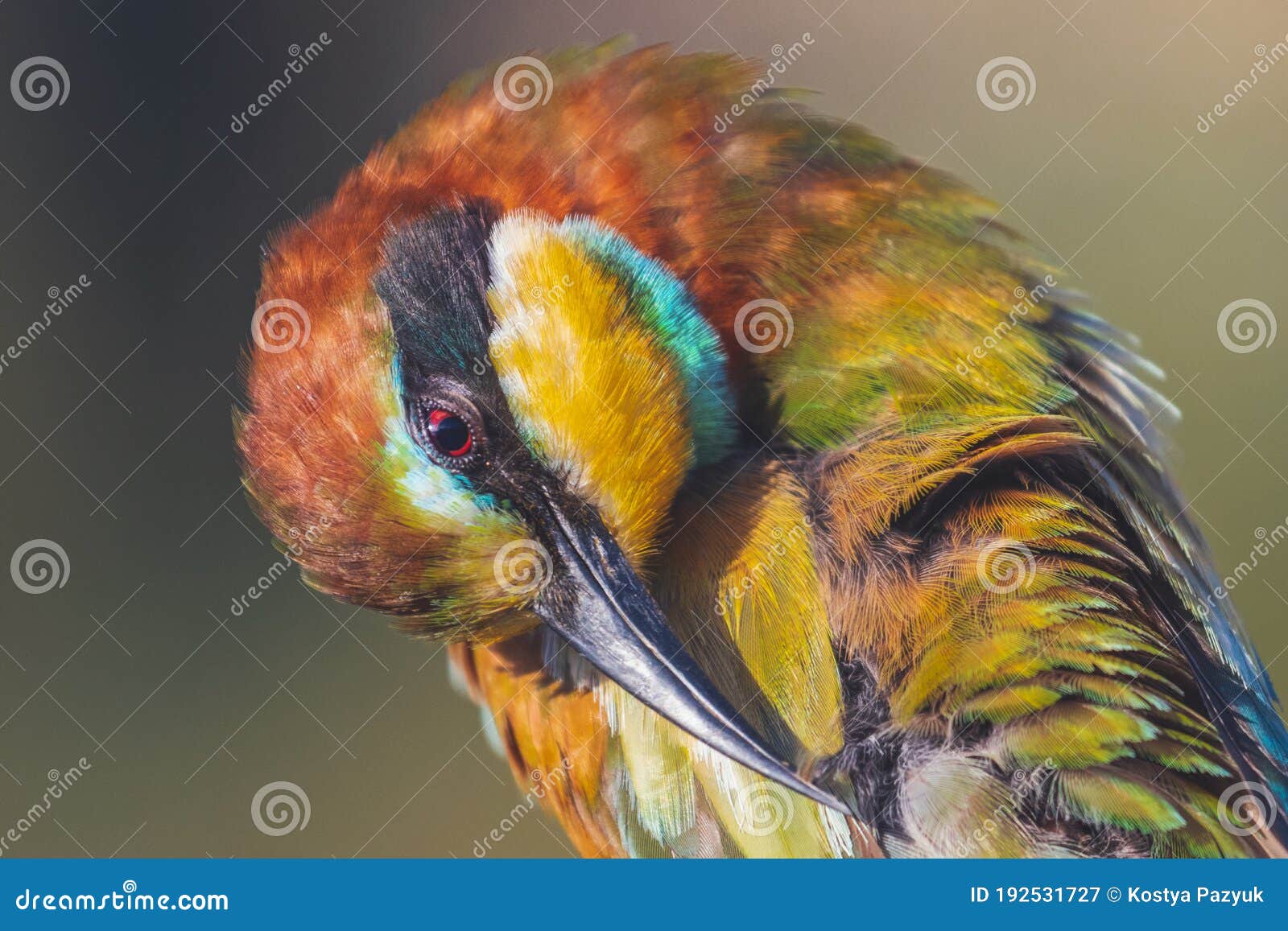 Beautiful Bird Cleans Feathers with Long Beak Stock Image - Image of ...
