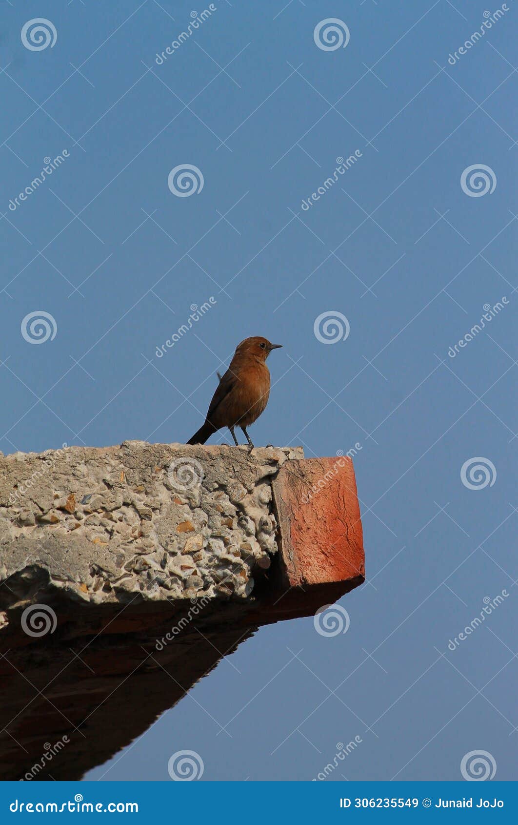 Beautiful Bird Closeup Portrait Image with Blurry Background Stock ...