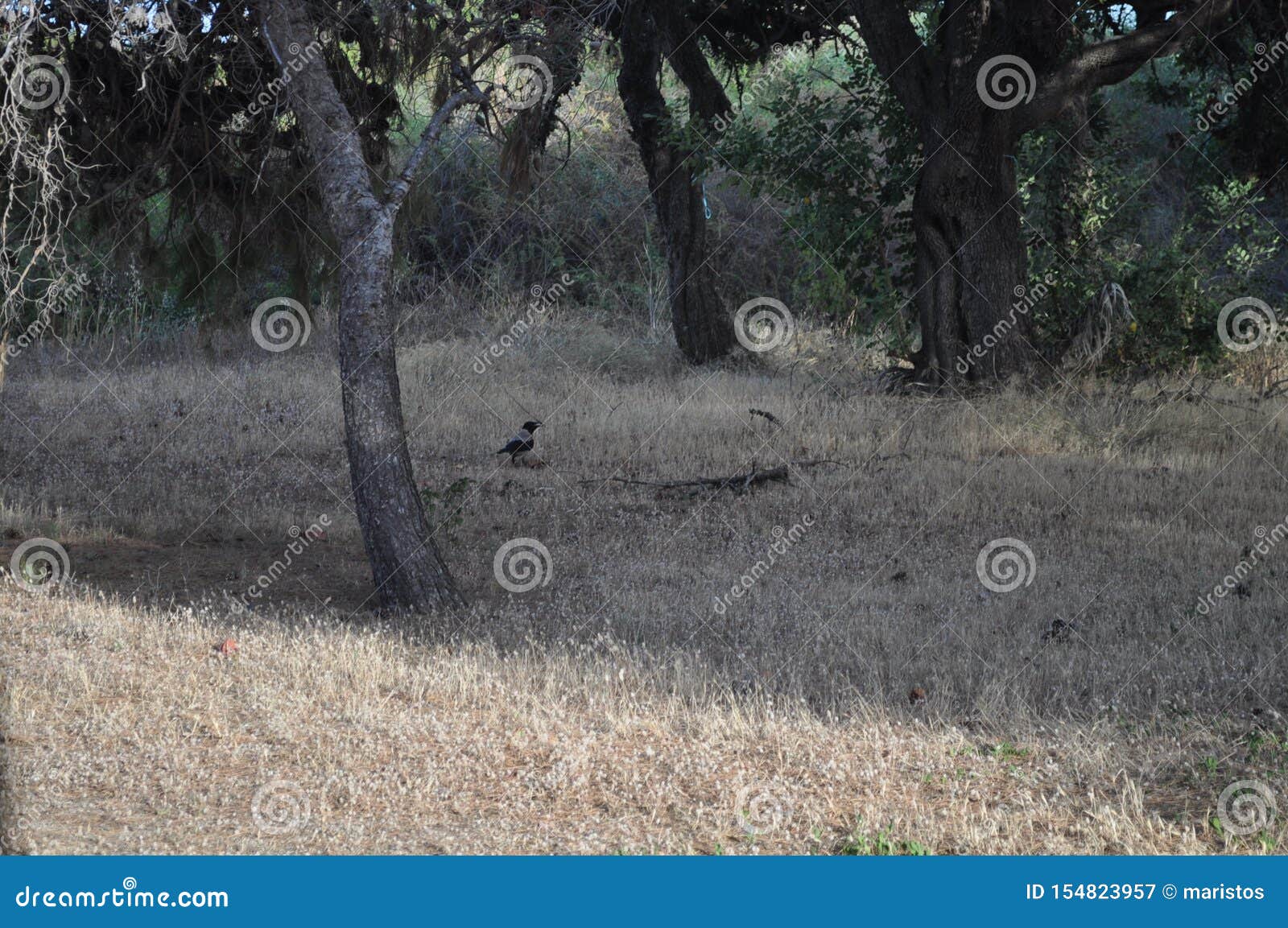 The Beautiful Bird Common Raven in the Natural Environment Stock Image ...