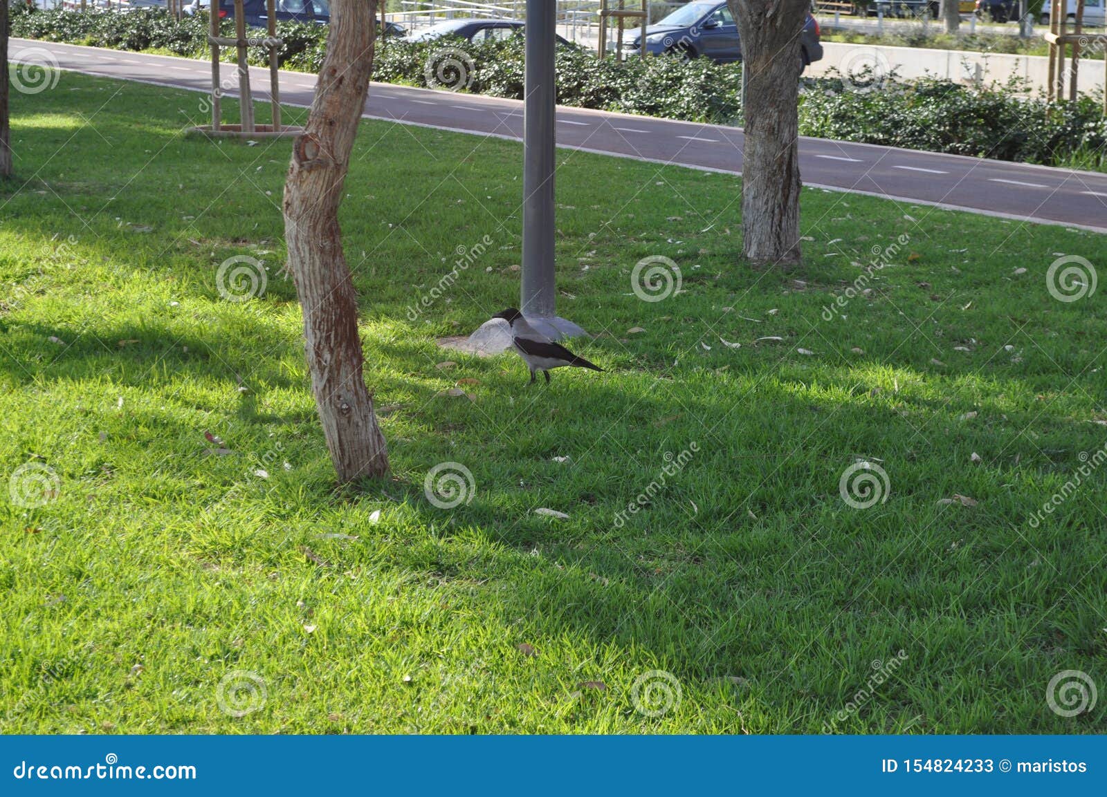 The Beautiful Bird Common Raven in the Natural Environment Stock Image ...