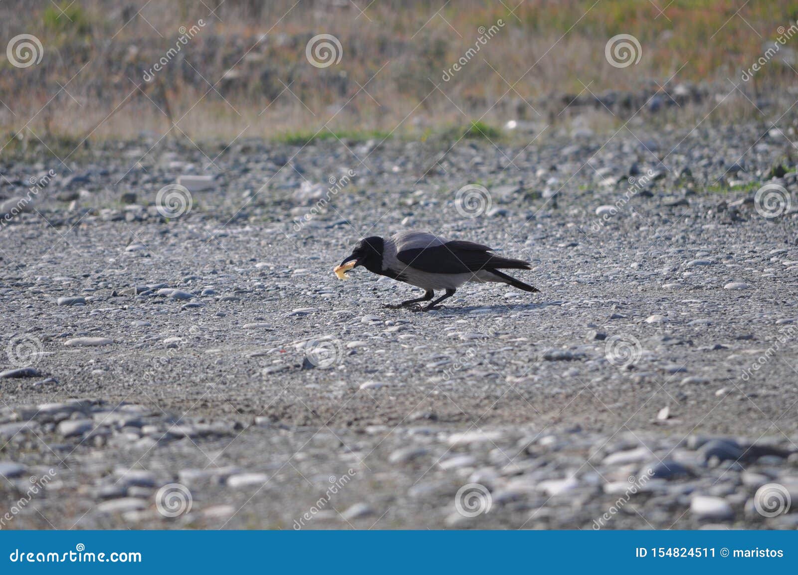 The Beautiful Bird Common Raven in the Natural Environment Stock Image ...
