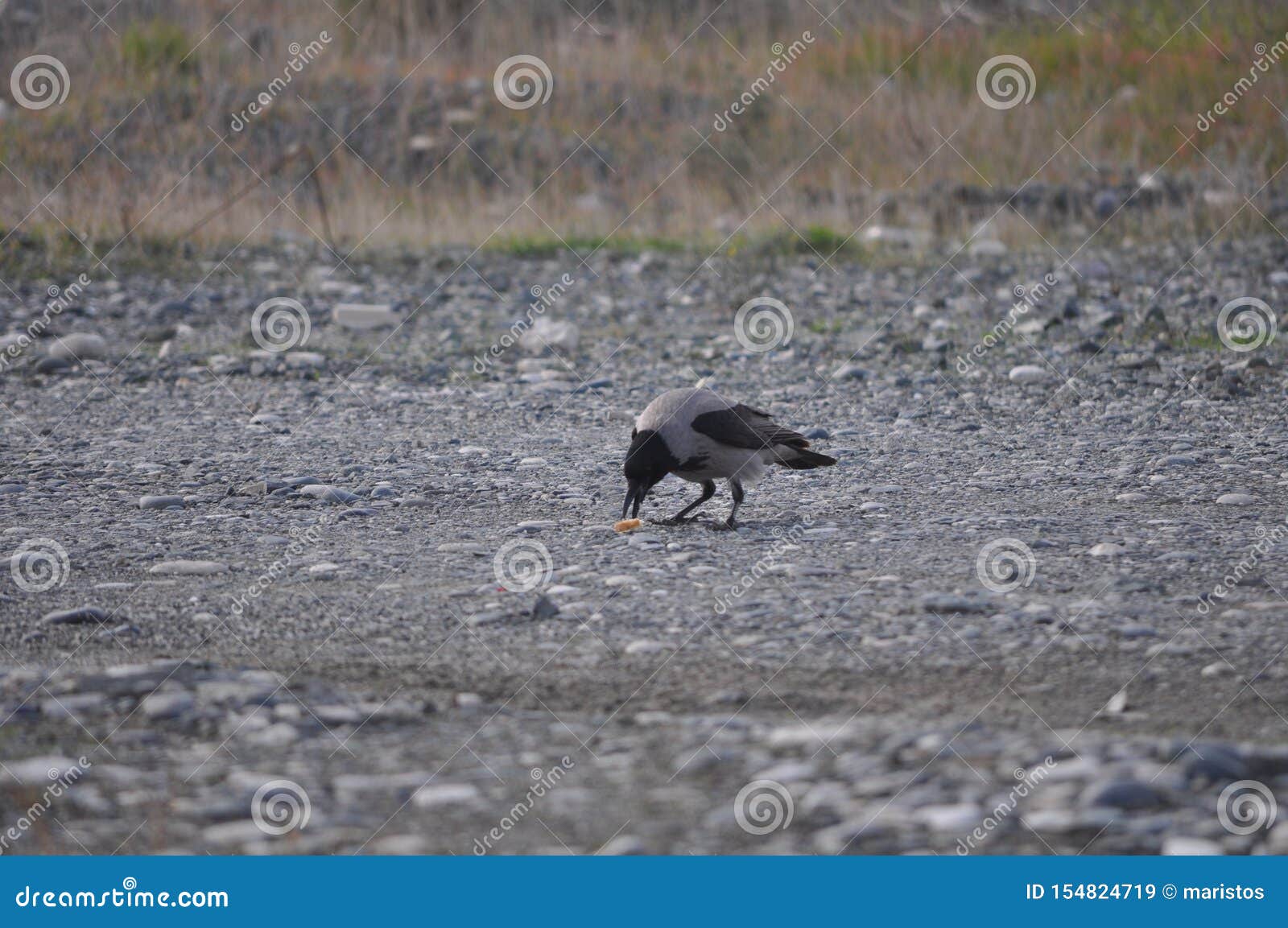 The Beautiful Bird Common Raven in the Natural Environment Stock Image ...