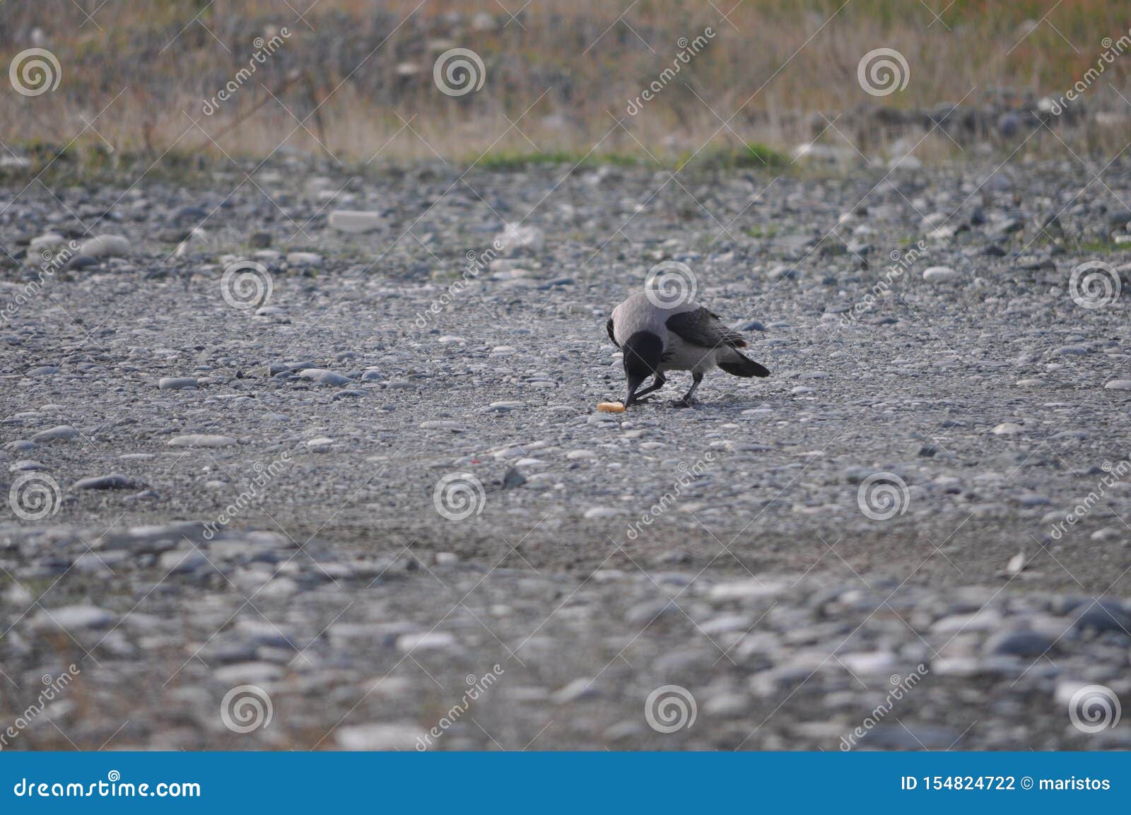 The Beautiful Bird Common Raven in the Natural Environment Stock Photo ...