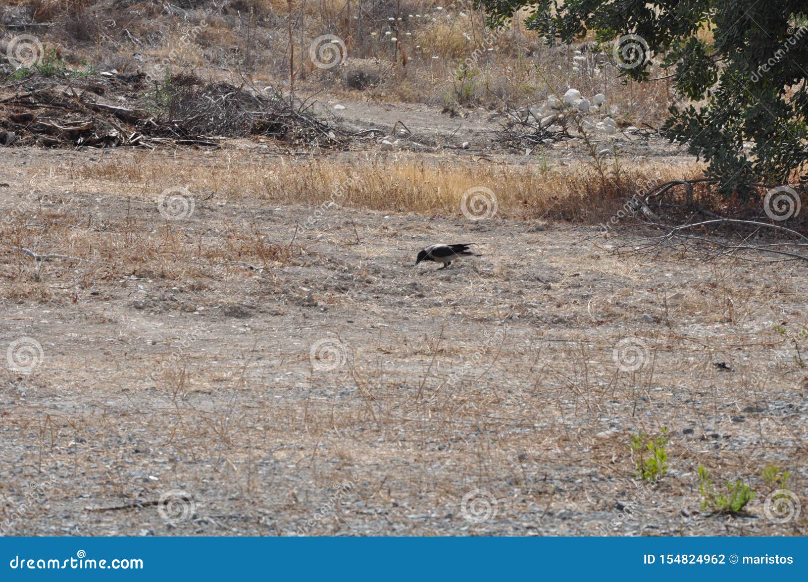 The Beautiful Bird Common Raven in the Natural Environment Stock Photo ...