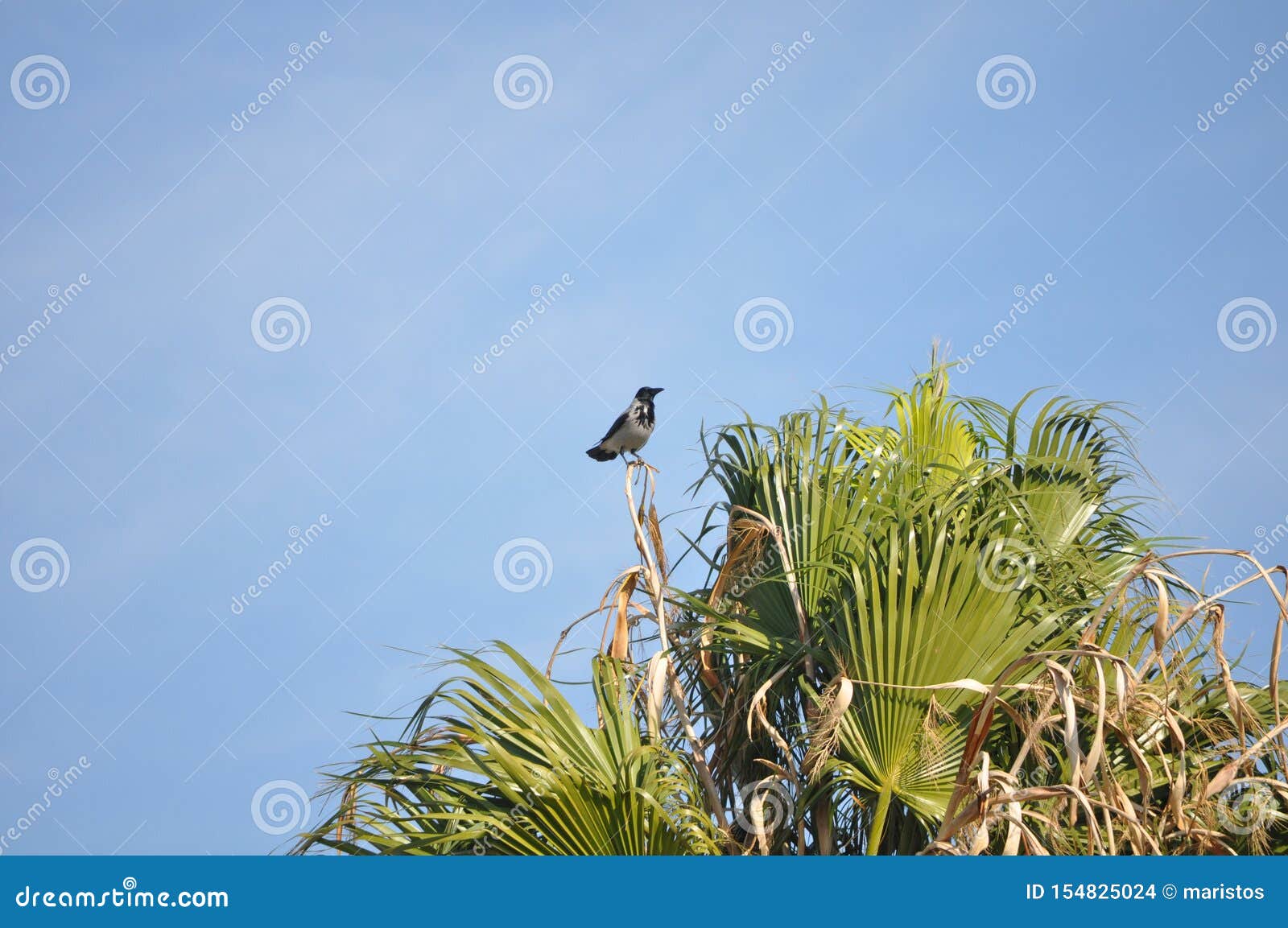 The Beautiful Bird Common Raven in the Natural Environment Stock Photo ...