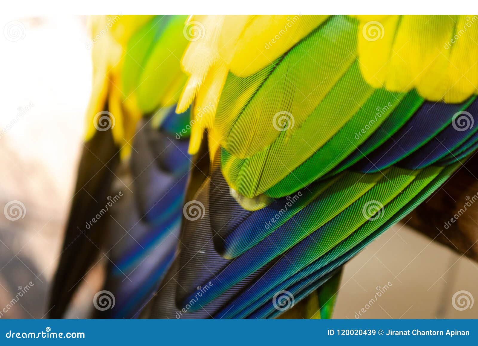 Beautiful of bird feather stock image. Image of wallpaper - 120020439