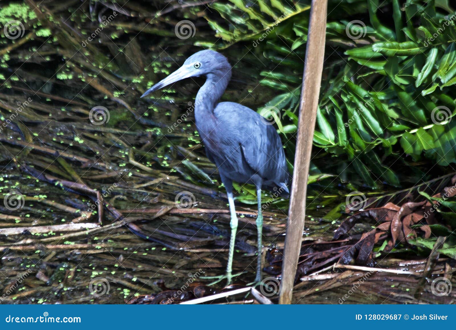 A Beautiful Bird in the a Florida Swamp. Stock Image - Image of ...