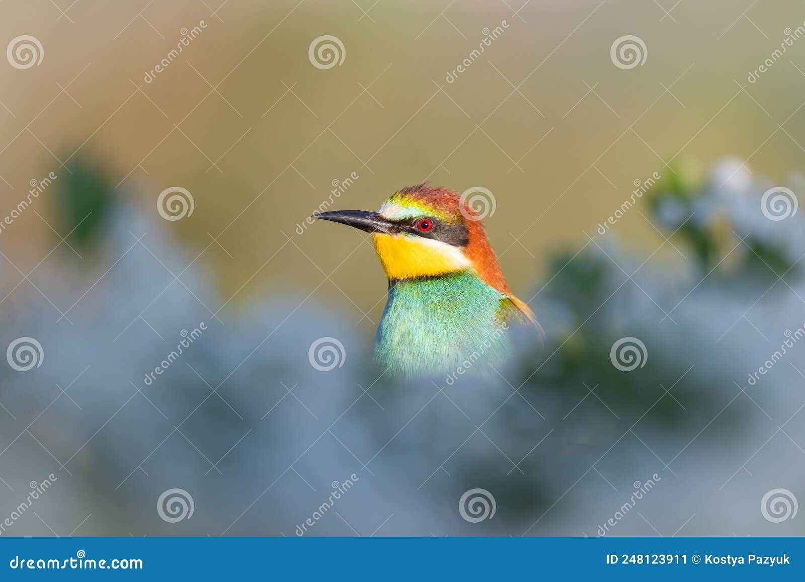 Beautiful Bird among a Flowering Tree Stock Image - Image of wildlife ...