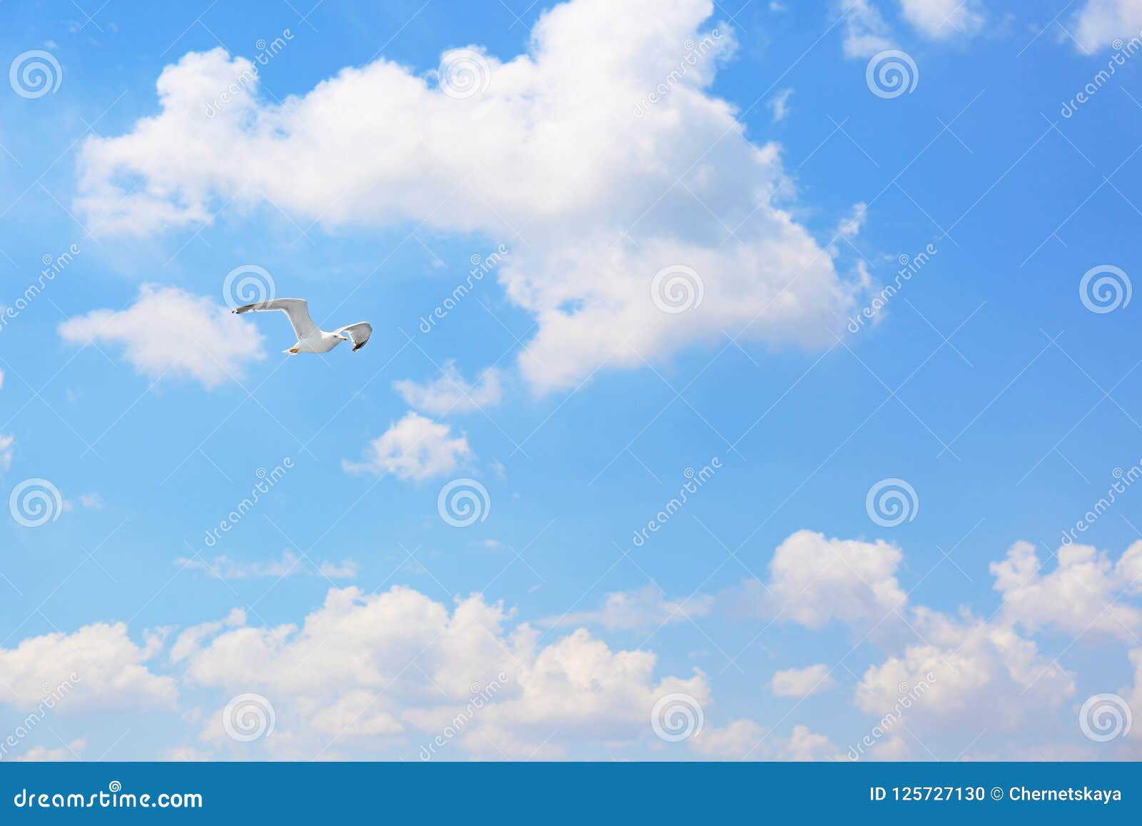 Beautiful Bird Flying in Blue Sky Stock Photo - Image of nature, flying ...