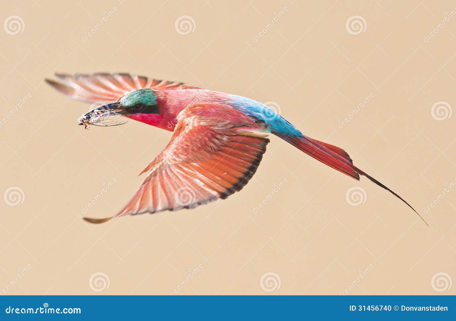 Carmine Bee-eater - Merops Nubicus Stock Image | CartoonDealer.com ...