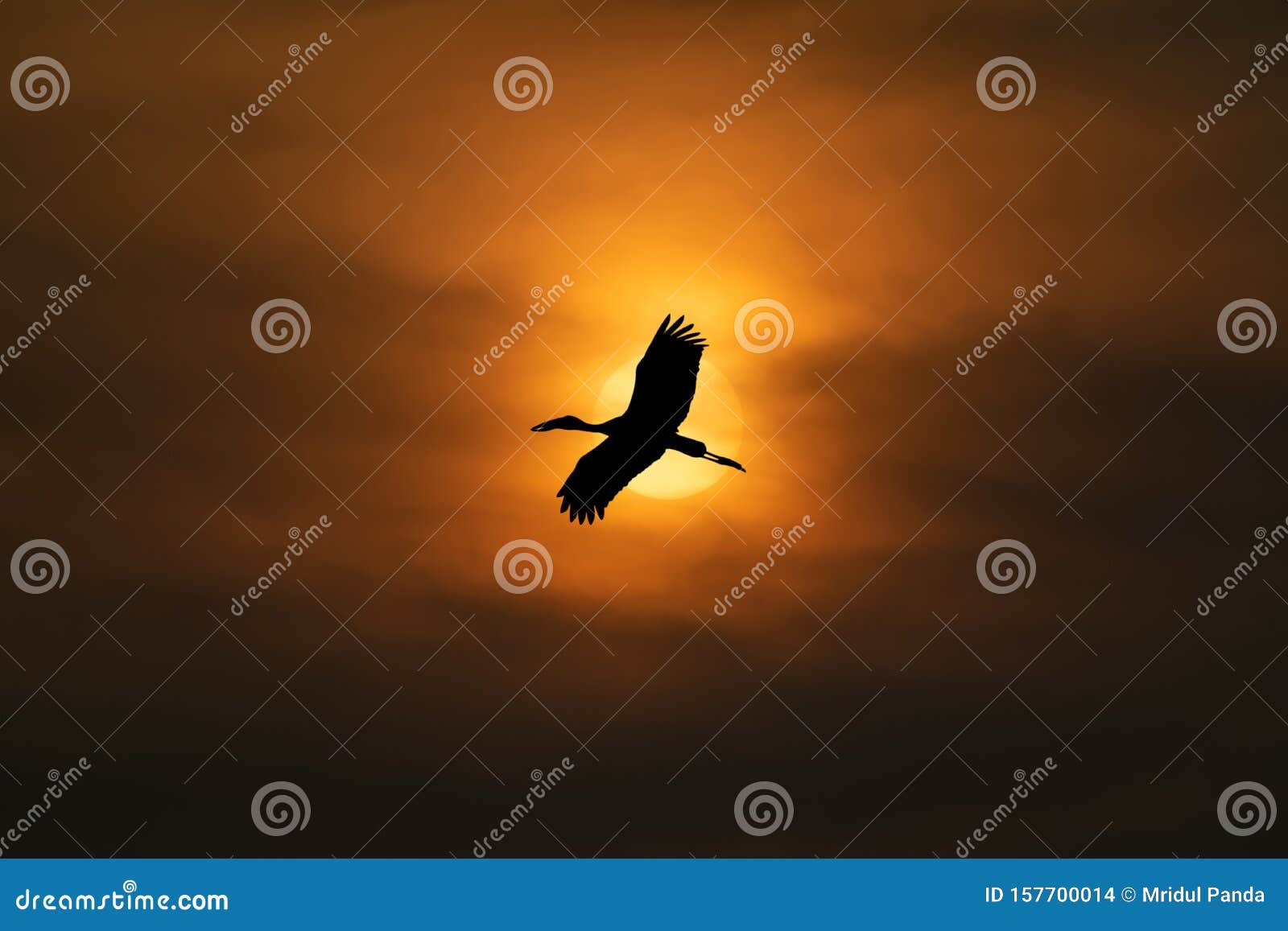 Dark Bird stock photo. Image of beauty, insects, jewel - 157700014