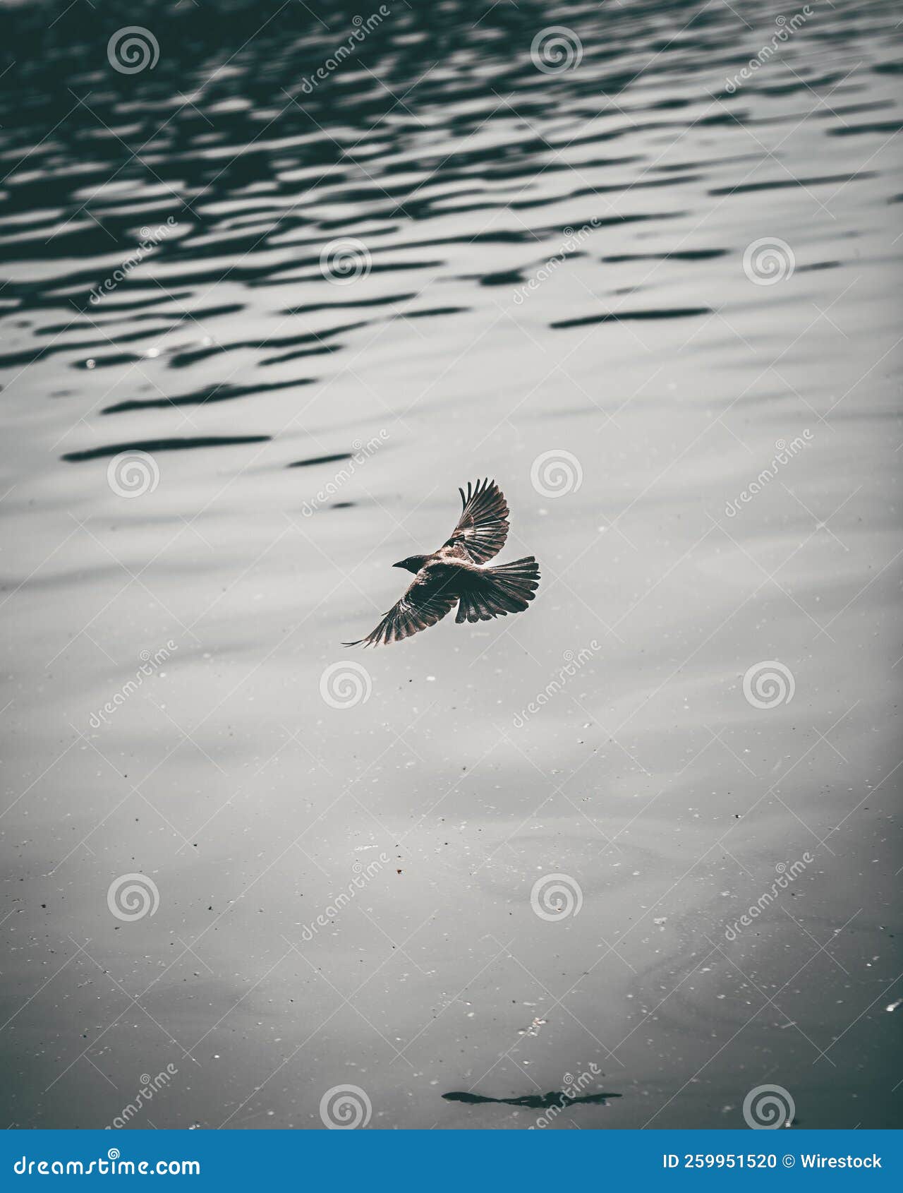 Beautiful Bird Flying Over the Water Stock Photo - Image of avian ...