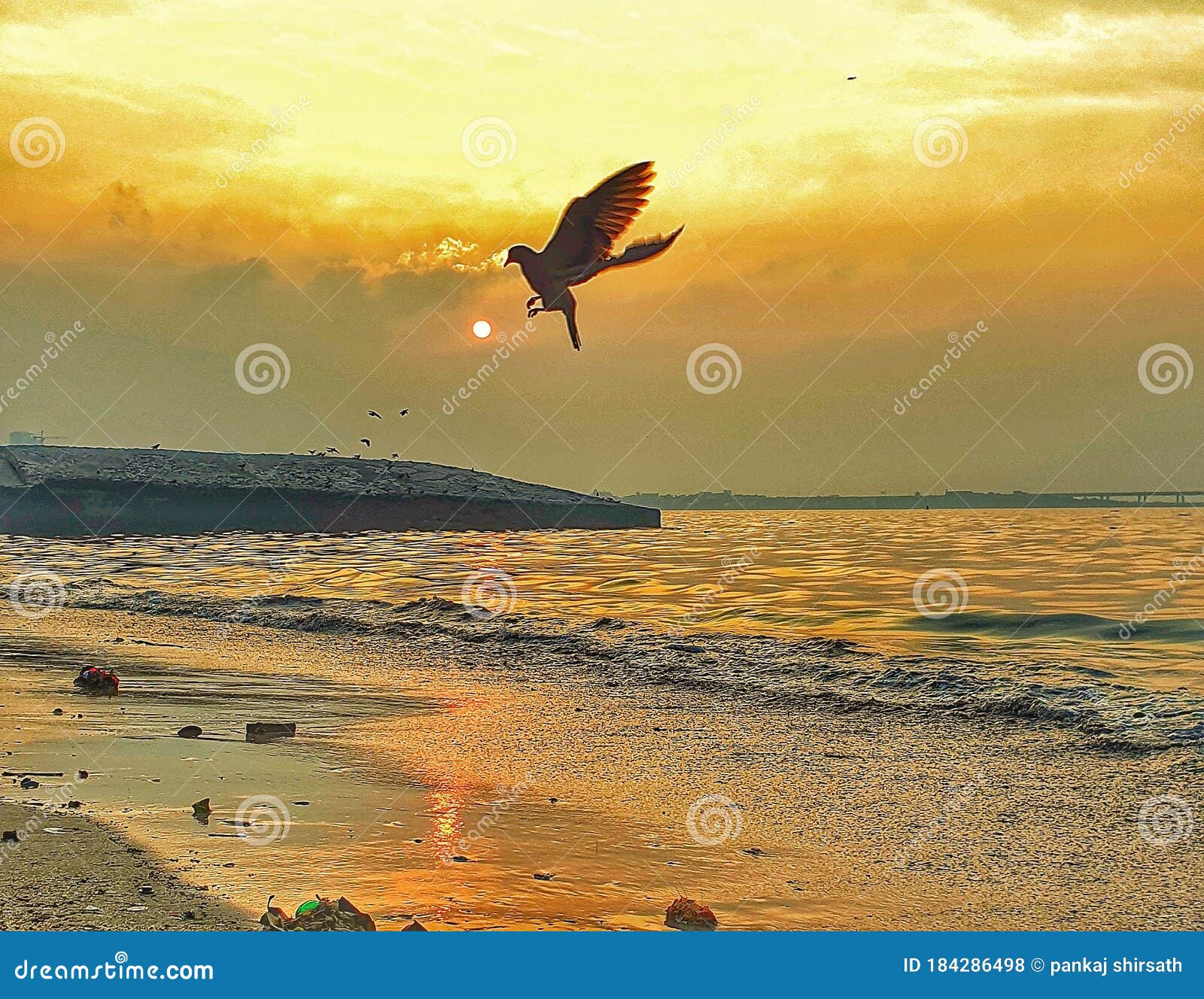 A Beautiful Bird Flying in the Sky Stock Photo - Image of nice, flying ...