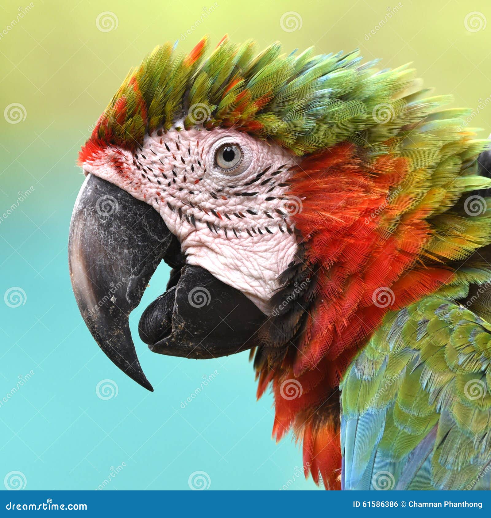 Beautiful Bird Green Winged Macaw Stock Photo - Image of winged ...