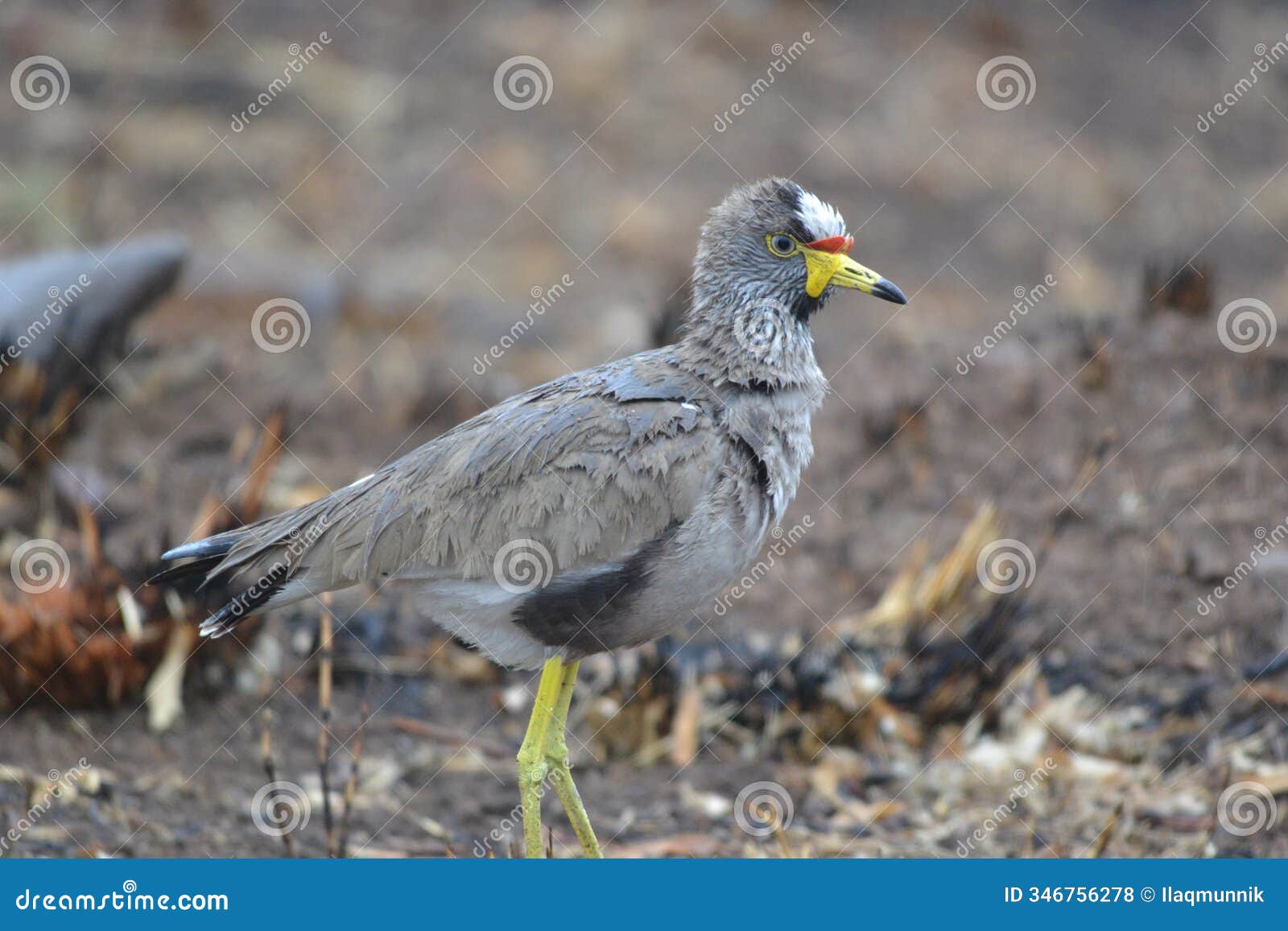 Beautiful Bird on the Hunt for Small Insects. Stock Photo - Image of ...