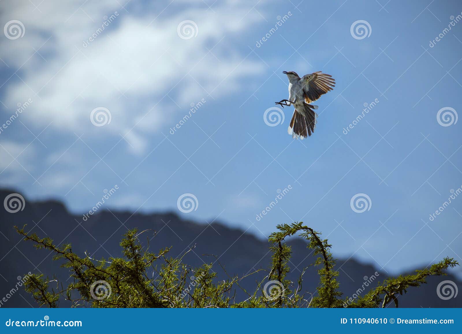 Beautiful Bird Jumping in a Tree with Mountains and Clouds on the ...