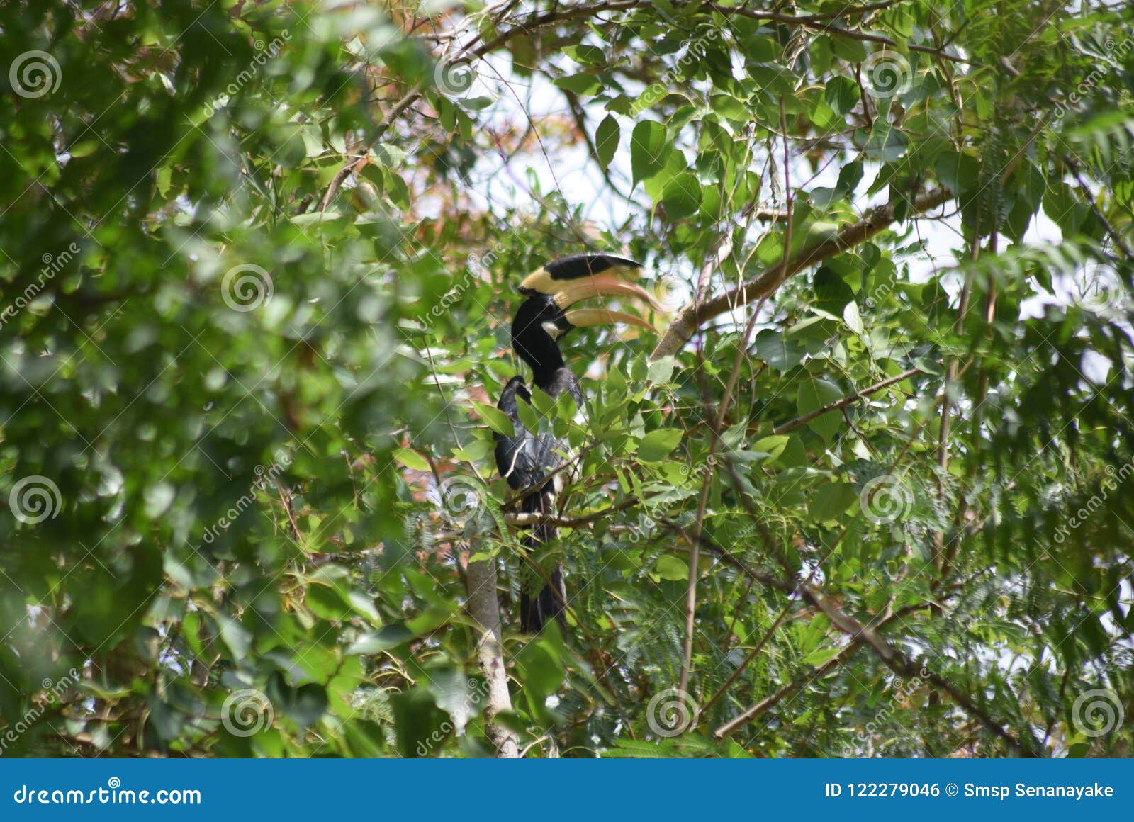 A Beautiful Bird Kadaththa on Tree Stock Photo - Image of bired, wada ...