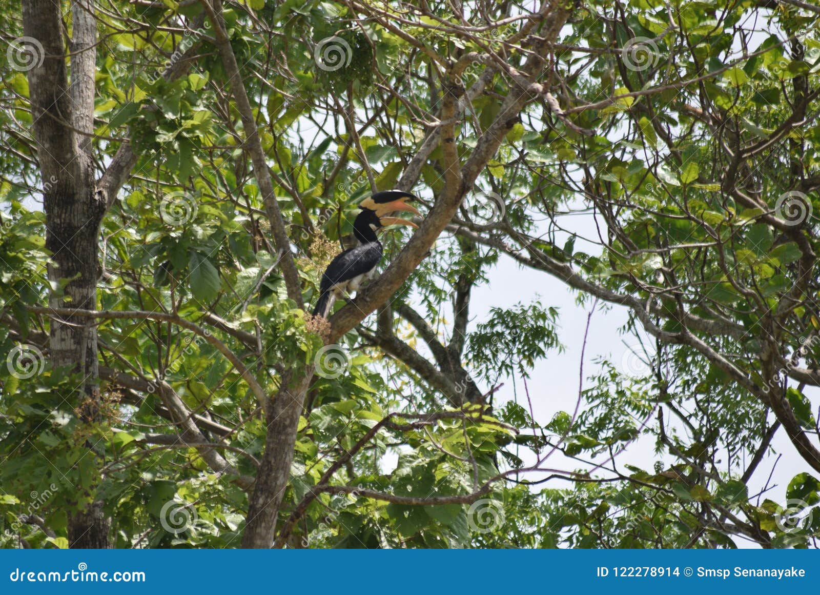 A Beautiful Bird Kadaththa on Tree Stock Photo - Image of gardens ...