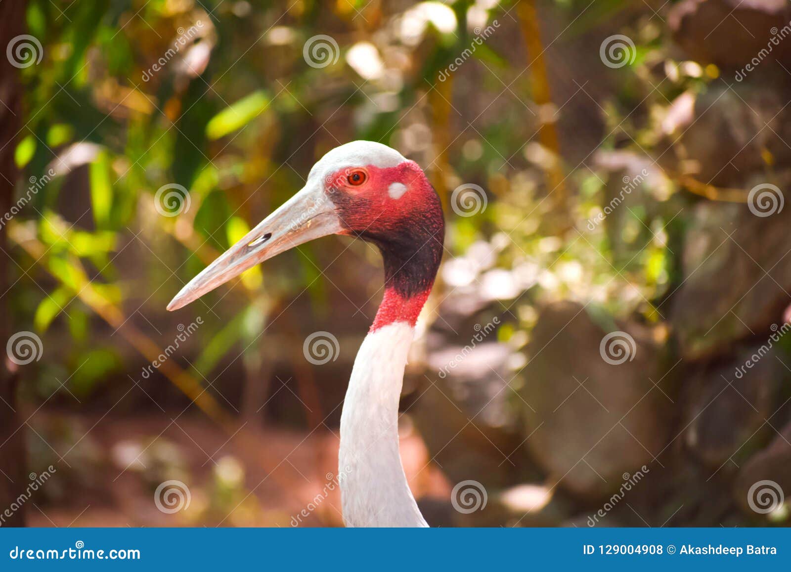 BEAUTIFUL BIRD with LONG BEAK Stock Photo - Image of flamingo, exotic ...
