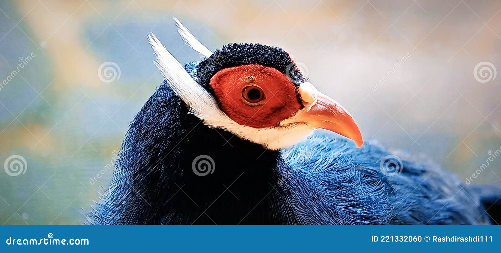 Beautiful Bird Look Like he Have Mustache Stock Photo - Image of ...