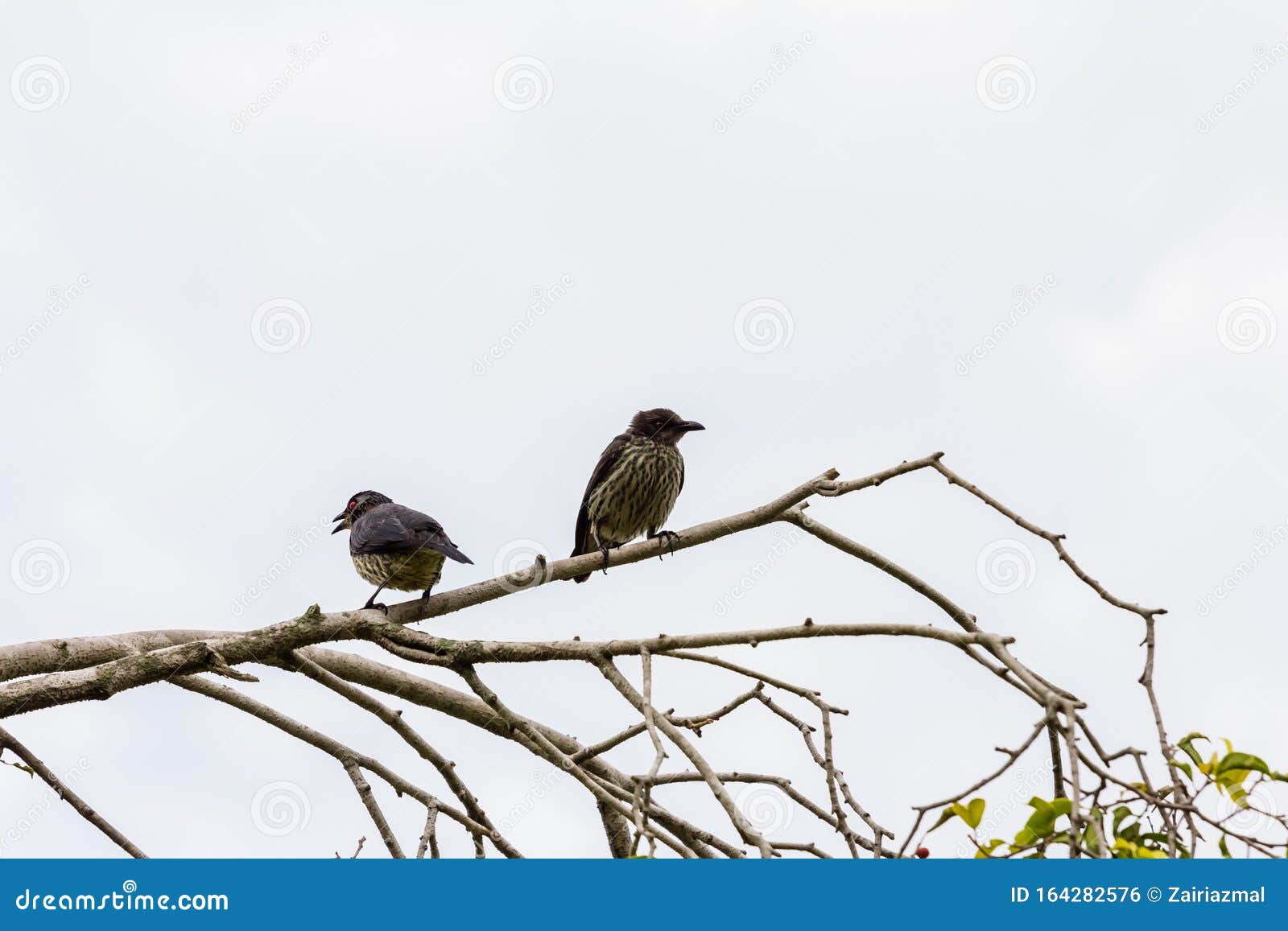 Beautiful bird in nature stock photo. Image of ecology - 164282576