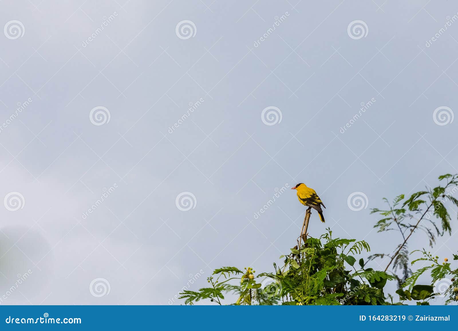 Beautiful bird in nature stock image. Image of green - 164283219