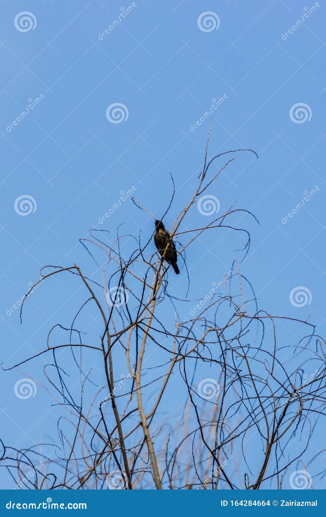 Beautiful bird in nature stock photo. Image of ecology - 164284664