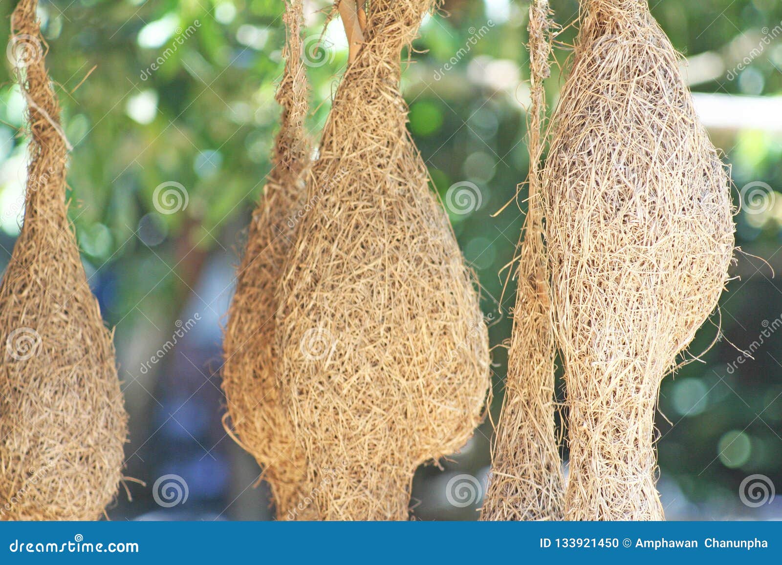Beautiful Bird Nests Hanging Stock Photo - Image of hanging, nest ...