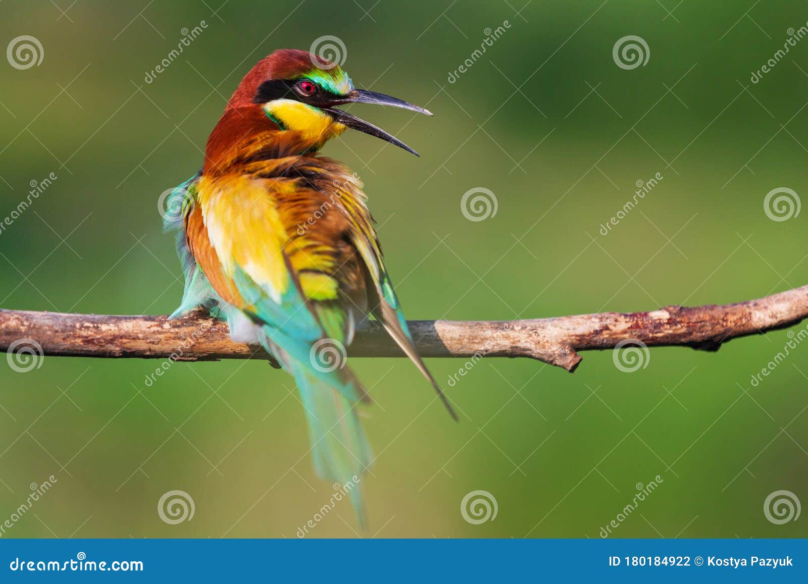 Beautiful Bird with Open Beak Stock Photo - Image of feather, freedom ...