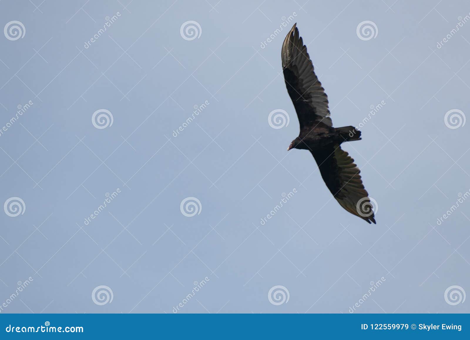 Beautiful Bird of Pray in Flight Stock Image - Image of ocean, pray ...