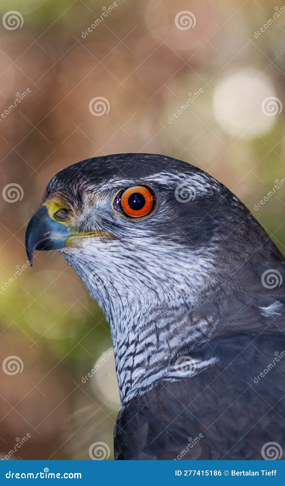 The sharpest optics stock photo. Image of animal, falcon - 277415186