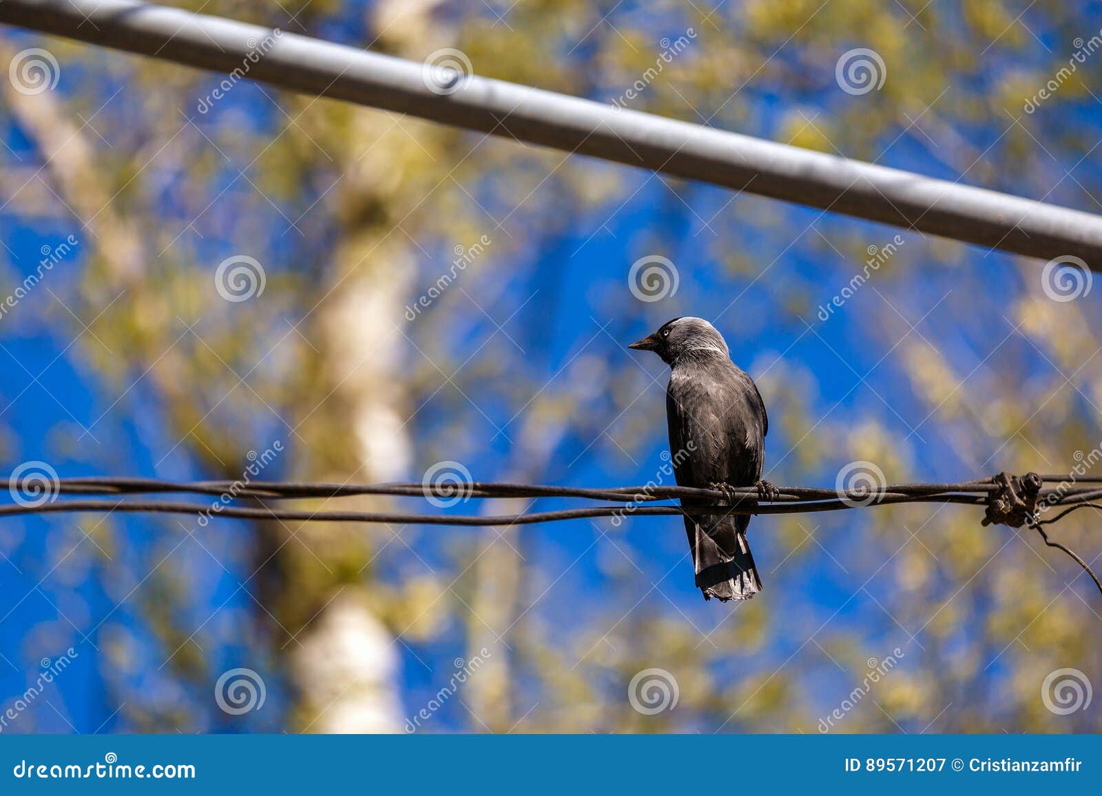 Beautiful bird raven stock image. Image of single, line - 89571207