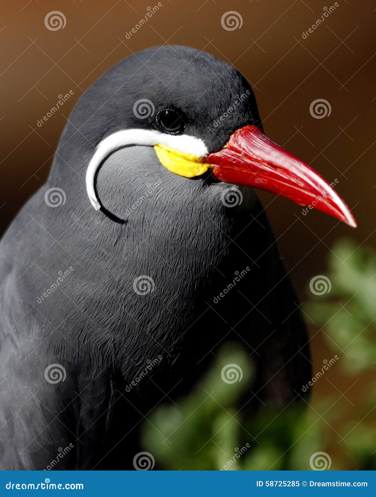 Beautiful Bird with Red Beak. Stock Image - Image of ready, green: 58725285