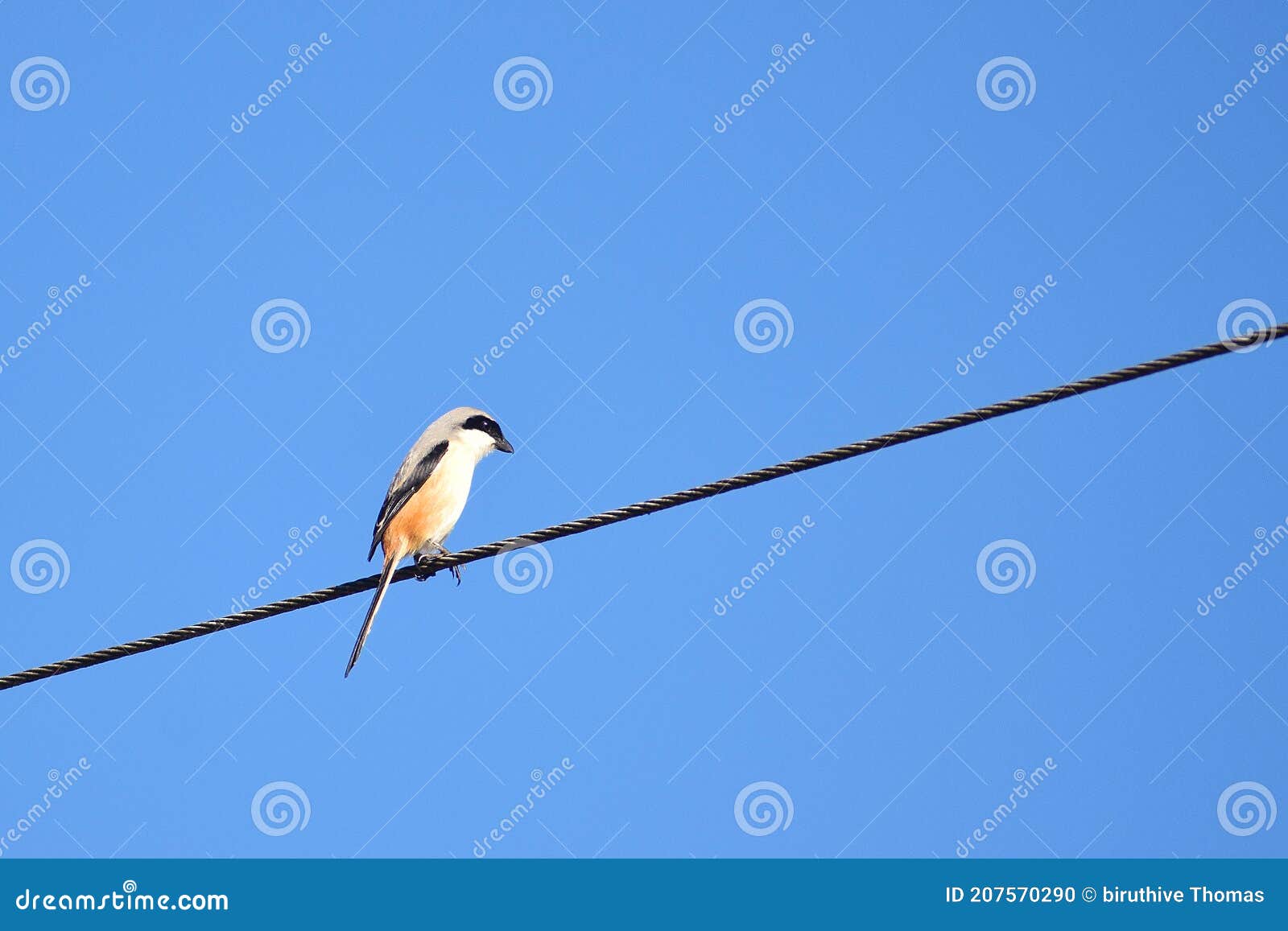 Beautiful bird resting stock photo. Image of wing, colour - 207570290