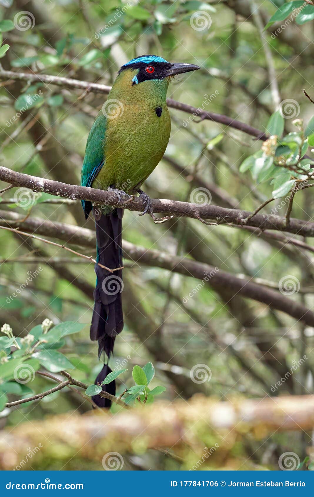 Beautiful Bird Resting Quietly in a Tree Stock Photo - Image of bird ...