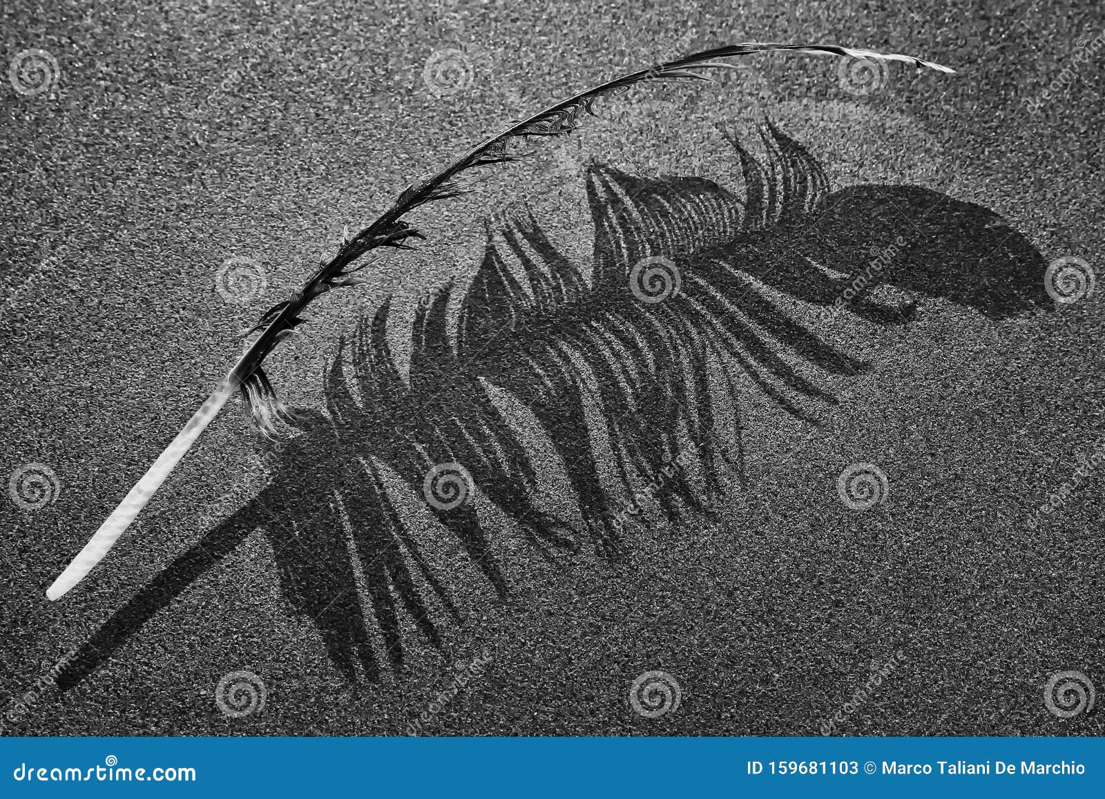 Beautiful Bird`s Feather and the Shadow of the Same Feather Projected ...