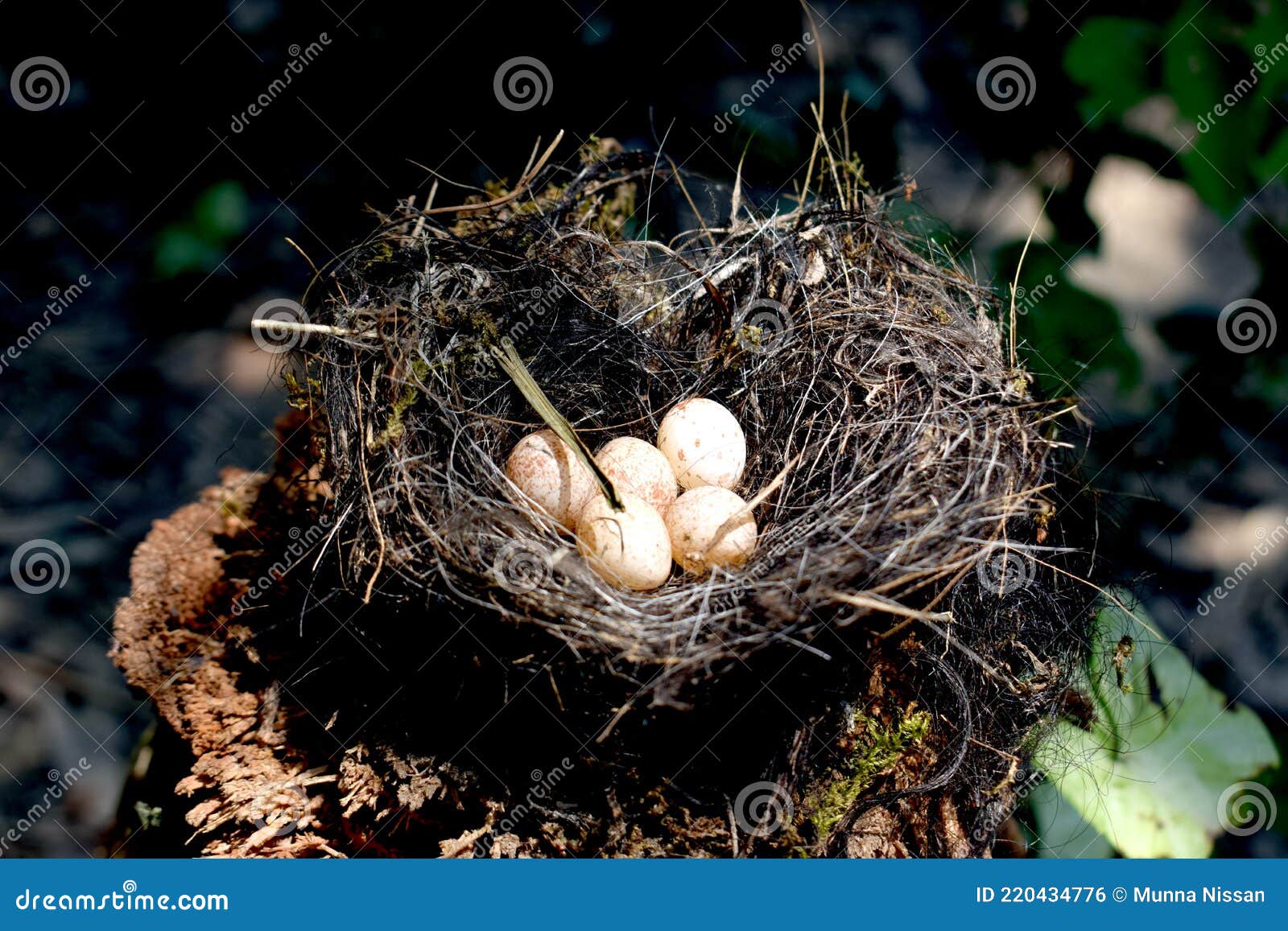 Beautiful Bird`s Nest with Egg Stock Photo - Image of pinto, hatch ...