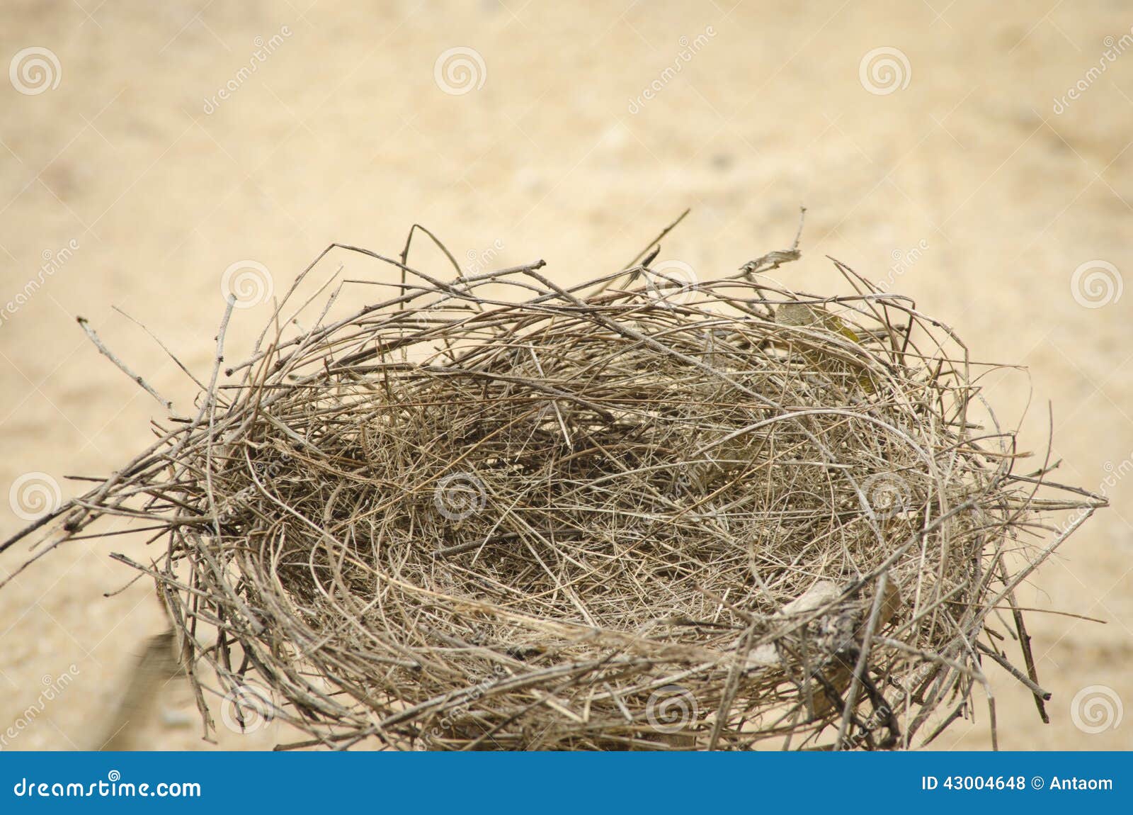 Beautiful Bird S Nest on the Sand Stock Photo - Image of real, food ...