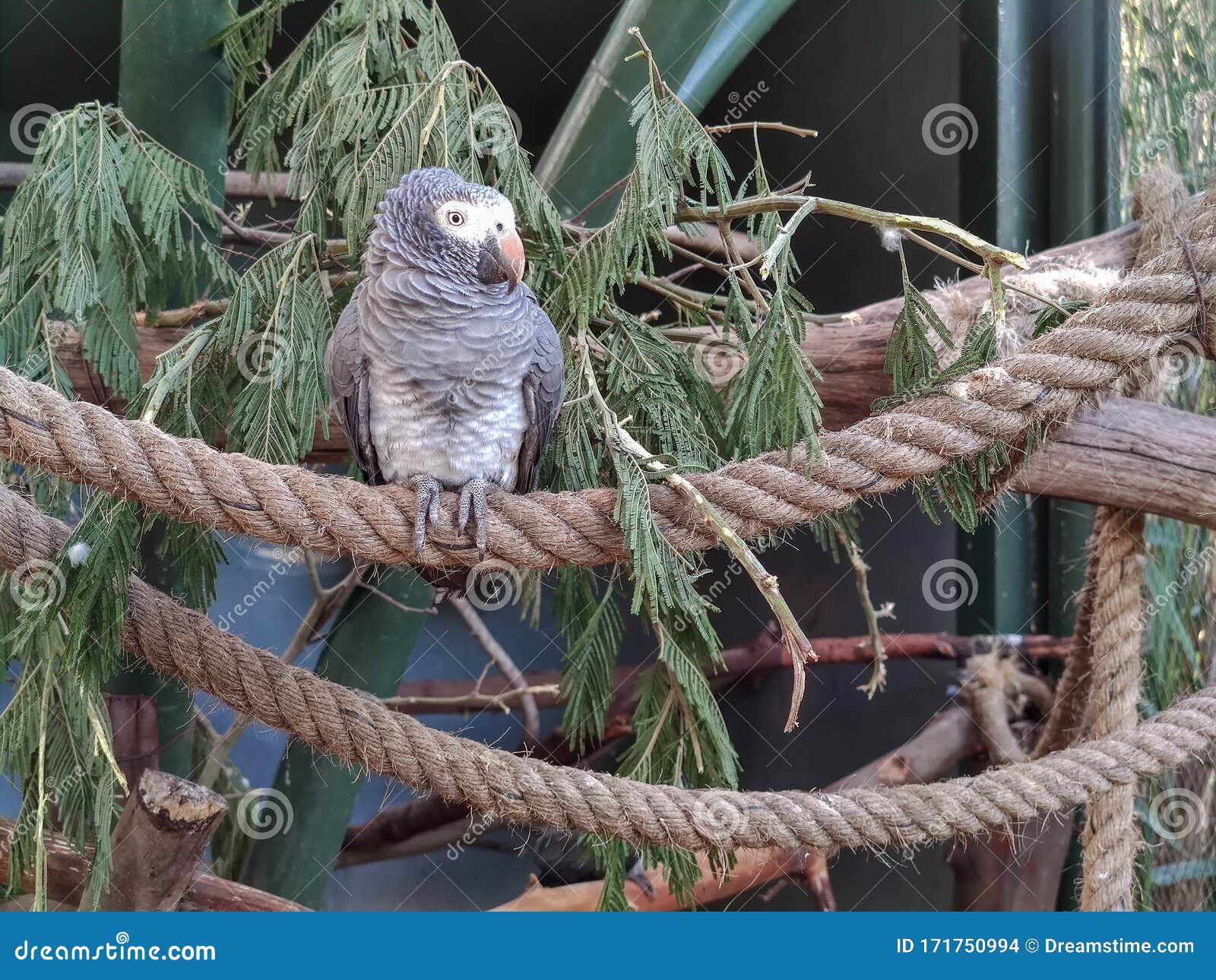 A Beautiful Bird Sitting Alone in a Cage Stock Photo - Image of birdie ...