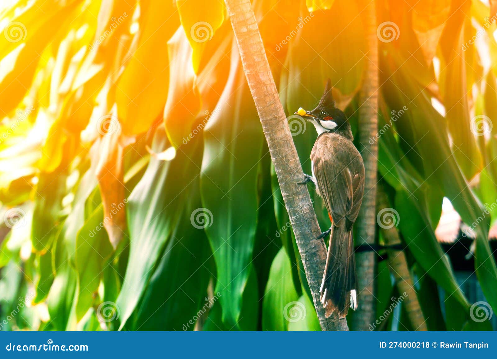 Beautiful Bird Sparrows Perching on Eating on Tree Branches Stock Photo ...