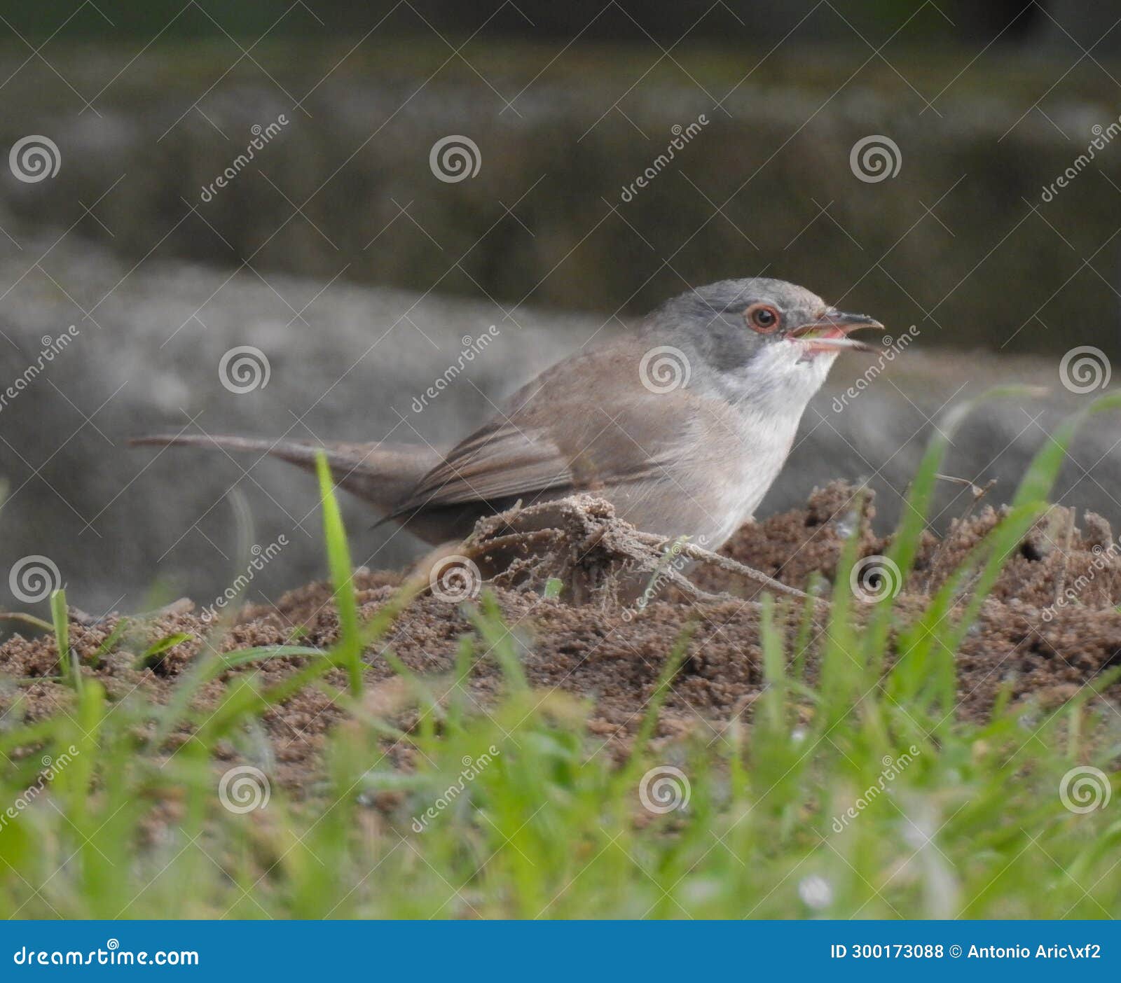 A Beautiful Bird Standing on the Ground Stock Photo - Image of animals ...
