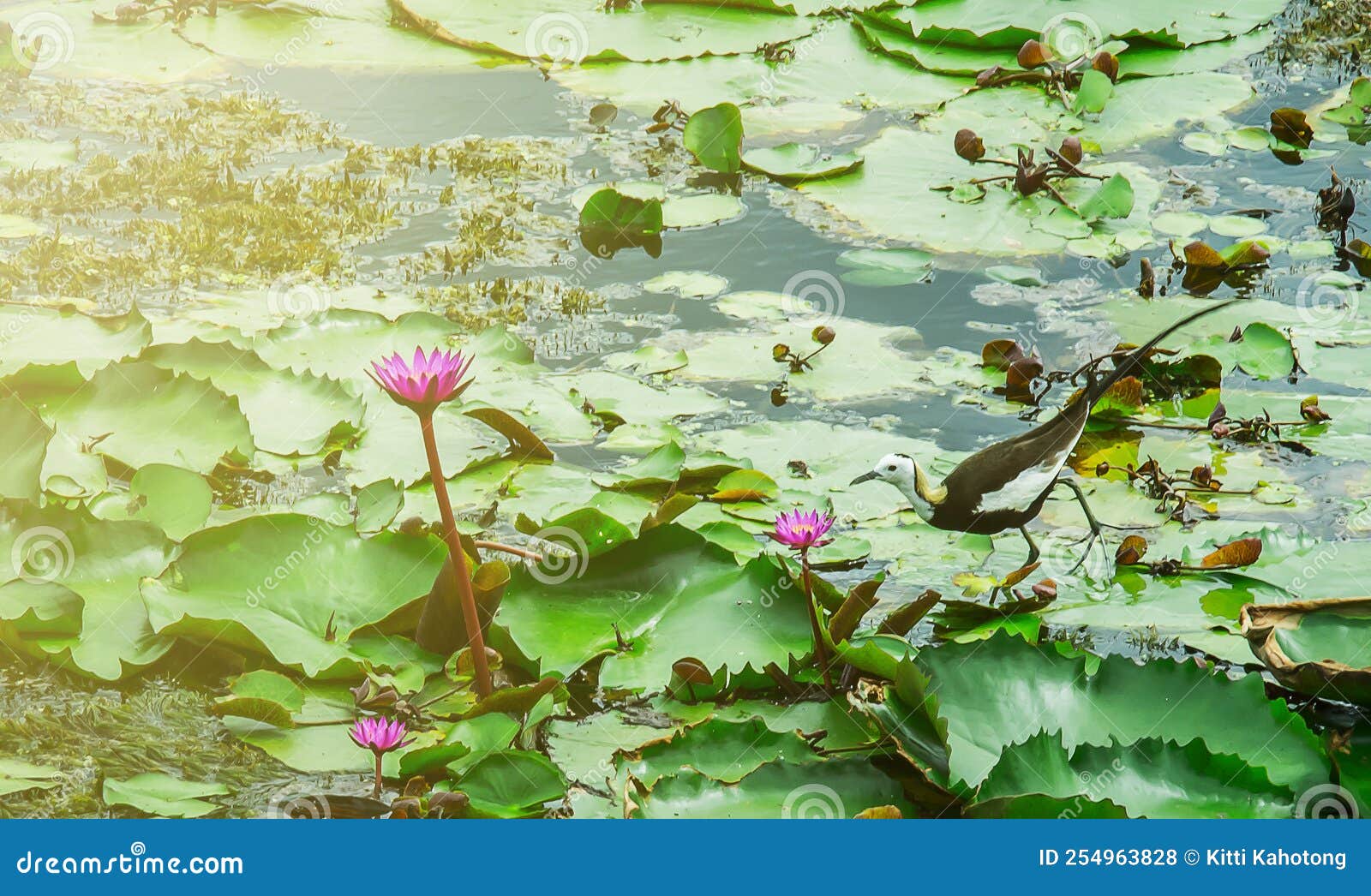 Beautiful Bird Standing on Lotus , Lotus in the Lotus Lake Stock Photo ...