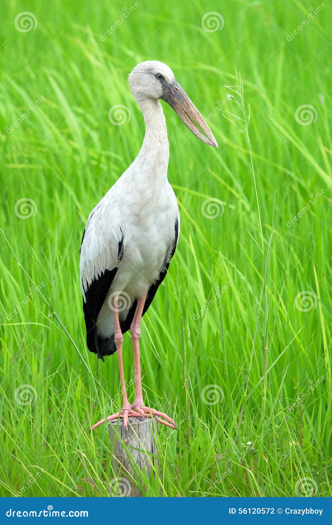 Beautiful Bird Standing on the Wood Stock Photo - Image of neck, animal ...