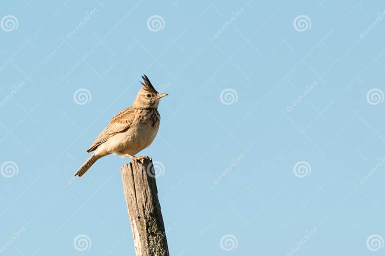 Beautiful bird on a stick stock image. Image of ornithology - 92141213
