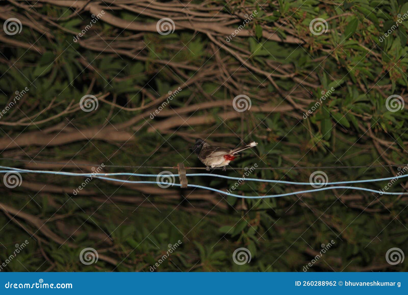 Beautiful Bird on the String Stock Photo - Image of beautiful, flower ...