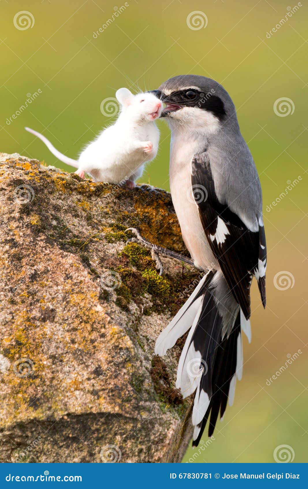Beautiful Bird Trapping Their Prey Stock Image - Image of impale, bird ...